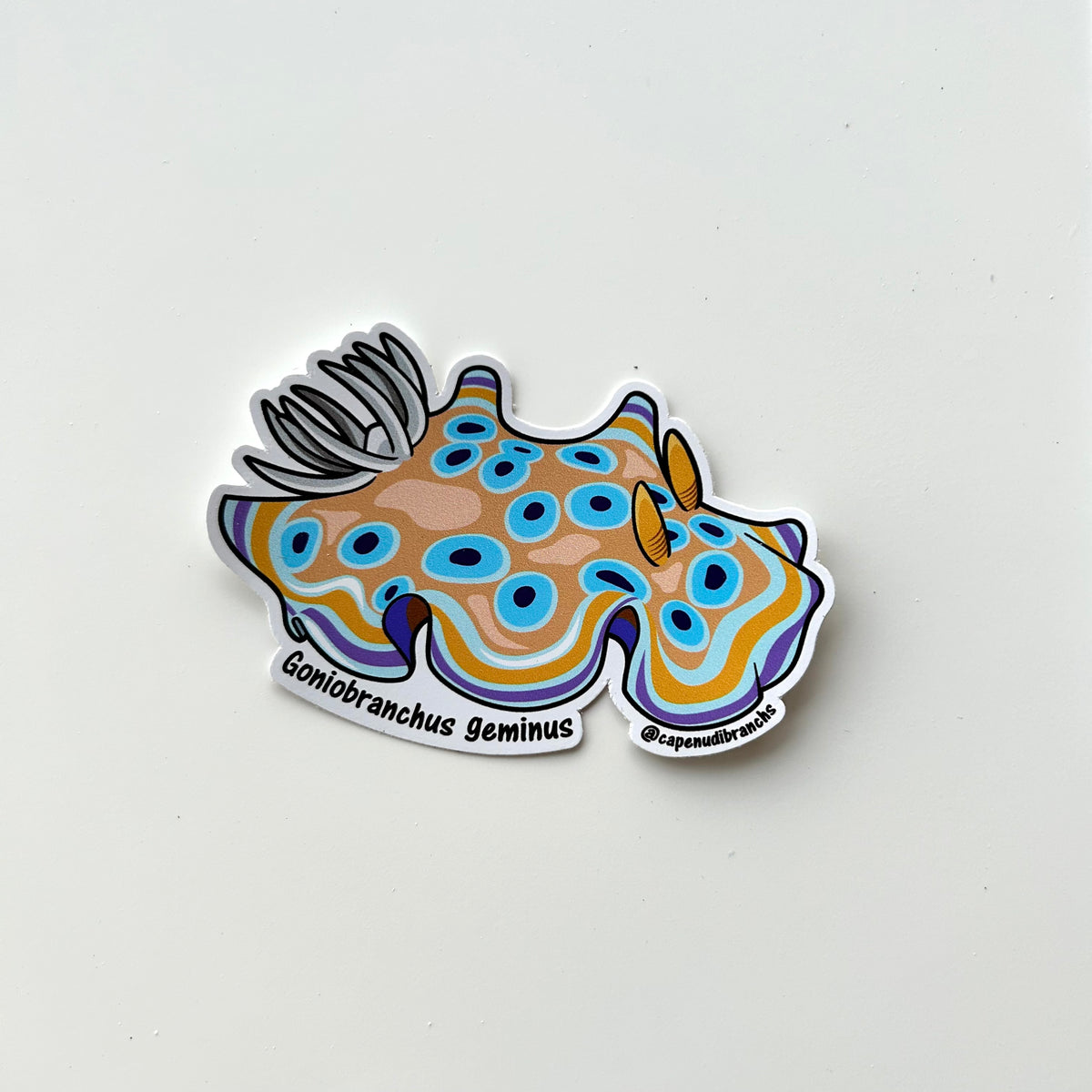 Gem Sea Slug- Sticker – Cape Nudibranchs